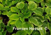 Fransen Hostas, gardening hosta plants perennial nursery